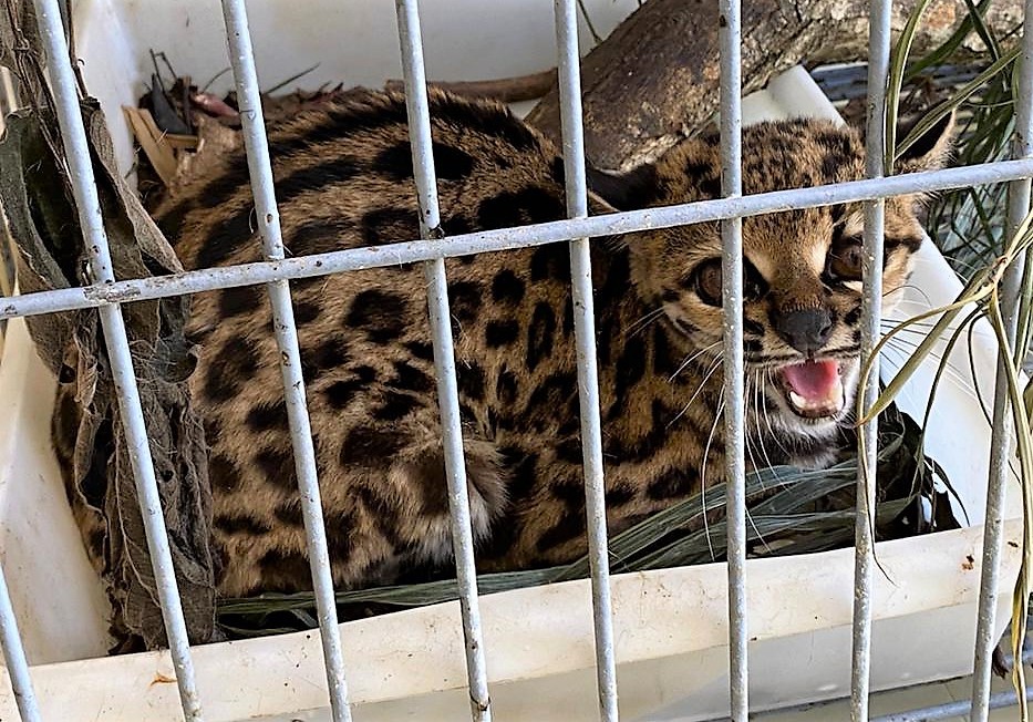 FOTOS: Gato-maracajá é visto em Blumenau