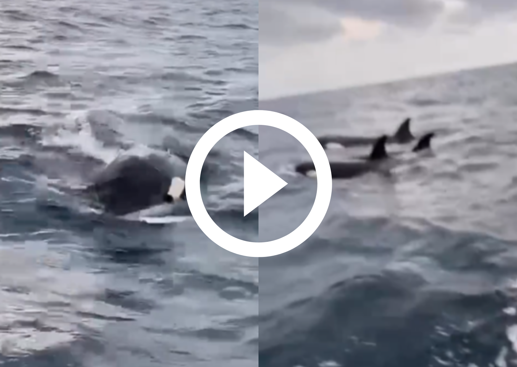 VÍDEO: 3 orcas são flagradas ‘dando um rolê’ em praia de Florianópolis ...