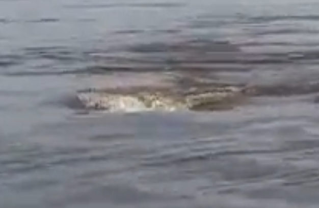 Sucuri? Jacaré? Movimentos bizarros em rio causam mistério