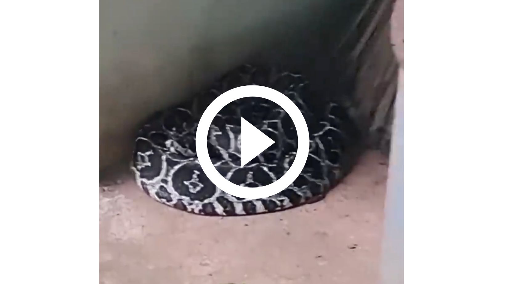 'Cê tá doido, Deus me livre'! morador flagra urutu com Cristo Redentor ...