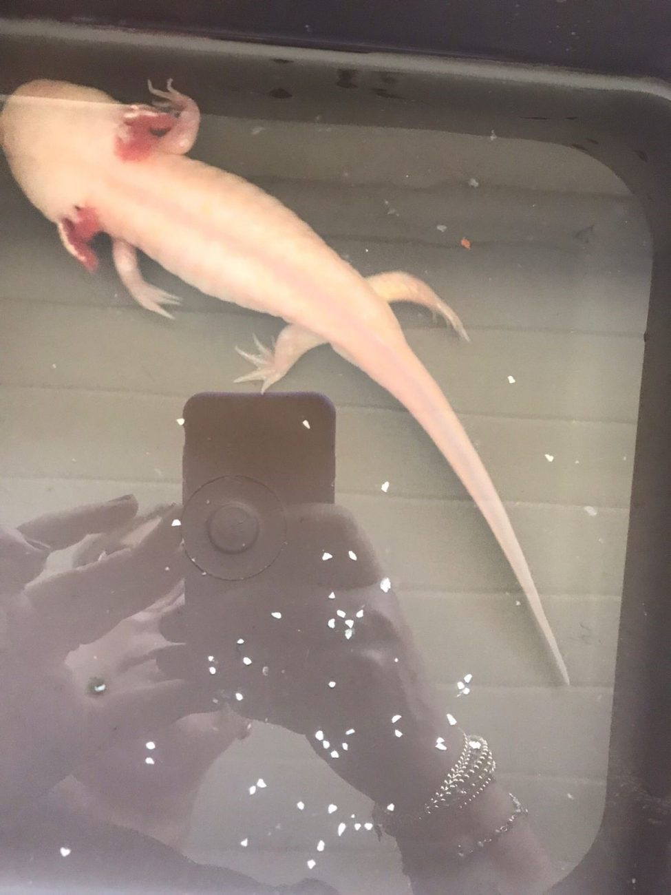 De axolote a lhama: veja 10 animais exóticos atendidos por veterinária ...