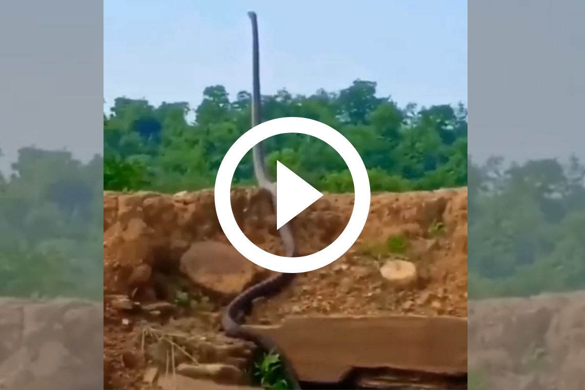VÍDEO: Maior cobra venenosa do mundo se estica e chega a altura de um ...