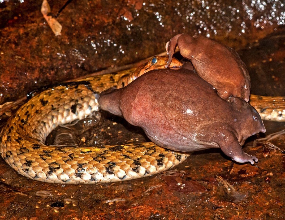 Sapo que estava acasalando vira lanche de cobra gulosa
