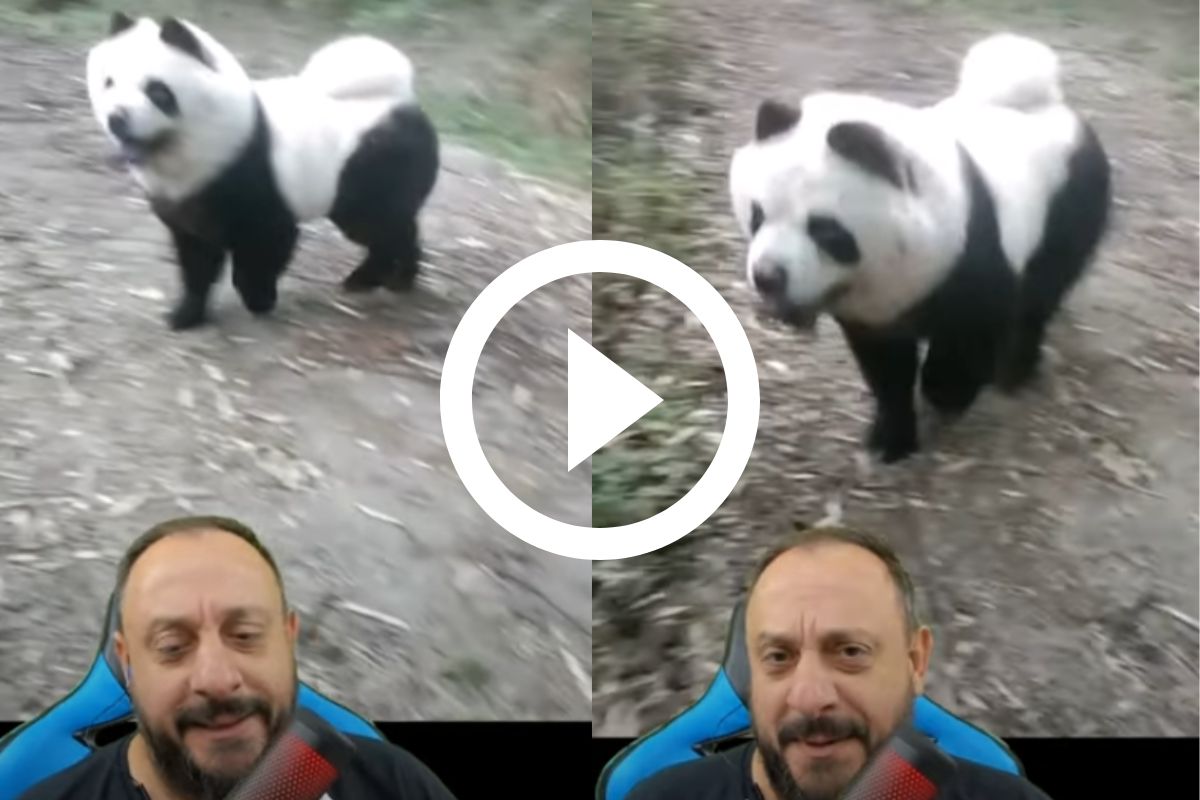 Cachorro De Perro Panda