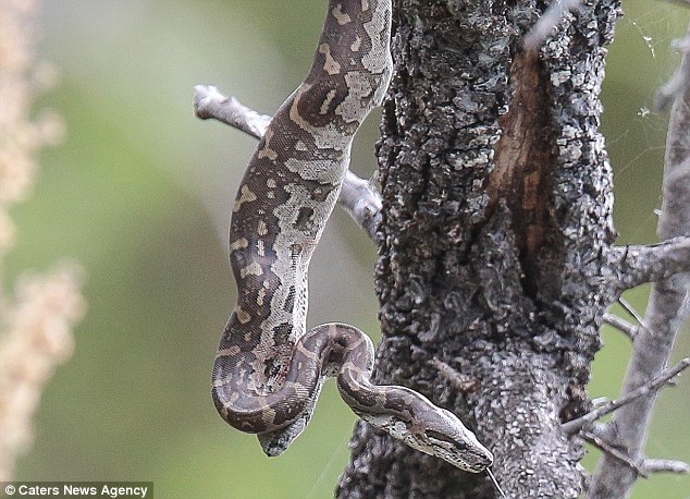 Píton da África sobe em árvore e devora beija-flor em um só gole; FOTOS