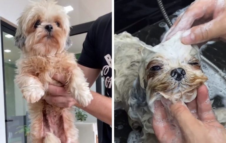 VÍDEO: Cabeleireiro faz transformação em cachorro 'desmilinguido' e ...