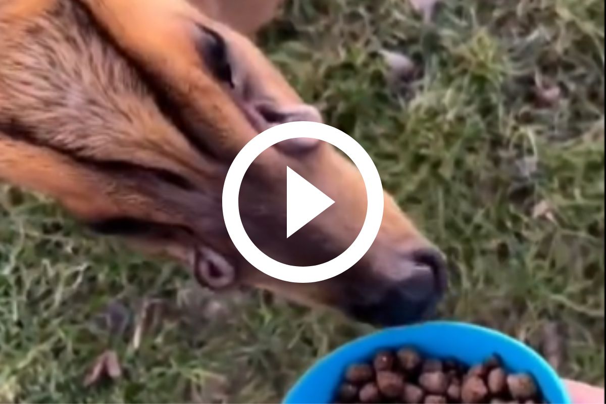 Cervo mutante? Conheça animal exótico que perturbou a internet