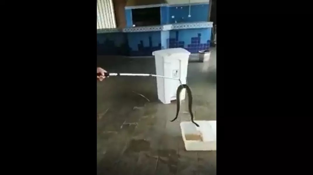 Chega de folia! Cobra cascavel aparece em salão de festas no PR; VÍDEO