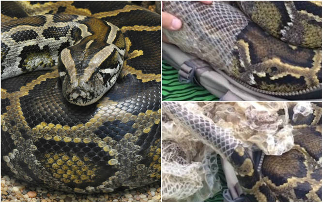 Píton gigante muda de pele com ajuda de veterinário; assista vídeo