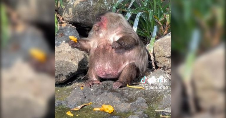 VÍDEO: Macaco acima do peso viraliza após tossir e esnobar turistas ...