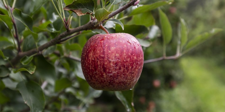 Descubra como a maçã catarinense virou destaque nacional | ND Mais