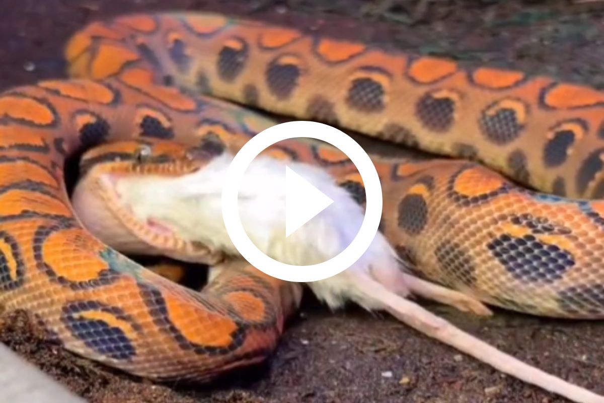 Veja momento em que jiboia-arco-íris devora presa inteira