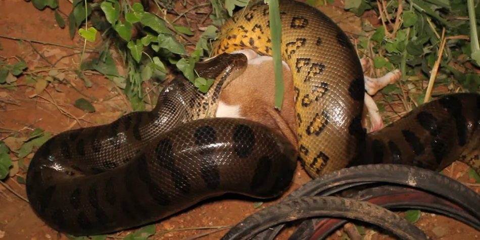Sucuri de 6 metros ataca cão caramelo em MT: 'fuzuê danado' | ND Mais