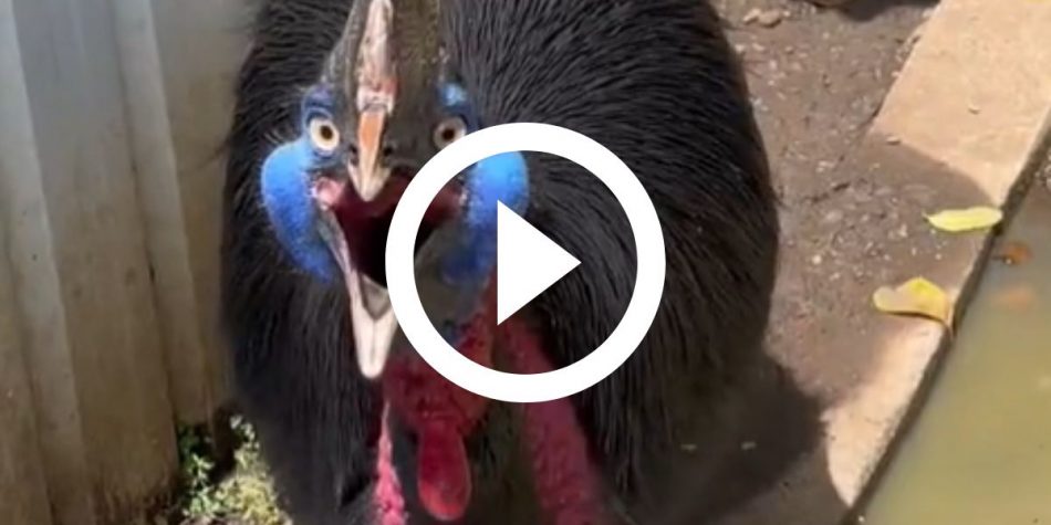 Ave assassina? Bióloga explica mito sobre animal exótico | ND Mais