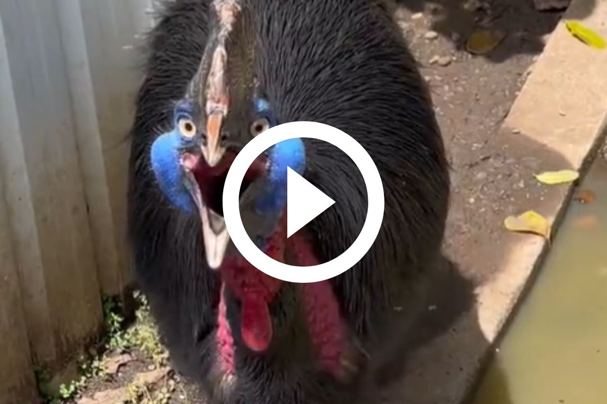 Ave assassina? Bióloga explica mito sobre animal exótico