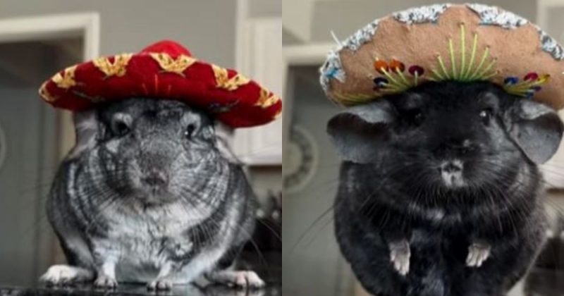 VÍDEO: Chinchila traz 'explosão de fofura' para internet enquanto prova ...