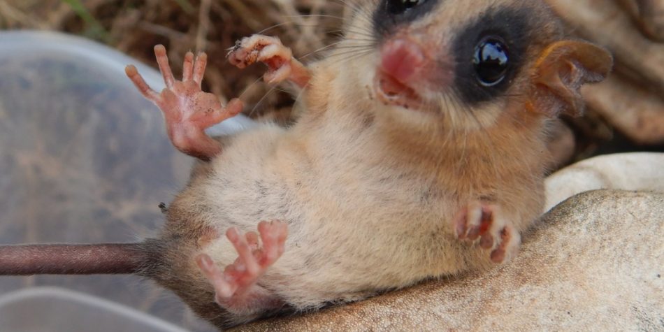 Que bicho é esse? Animal pouco visto é encontrado em obra de SC | ND Mais