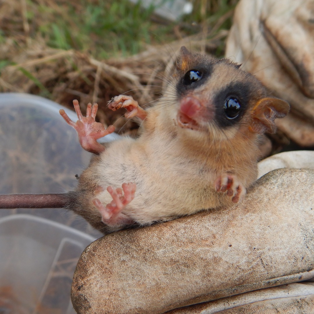 Que bicho é esse? Animal pouco visto é encontrado em obra de SC