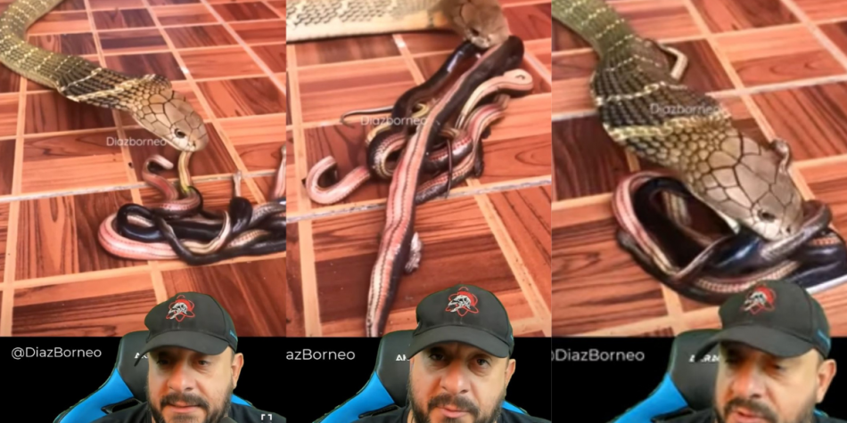 'Desbloqueando novos medos': cobra-rei devora 'macarronada' de ...