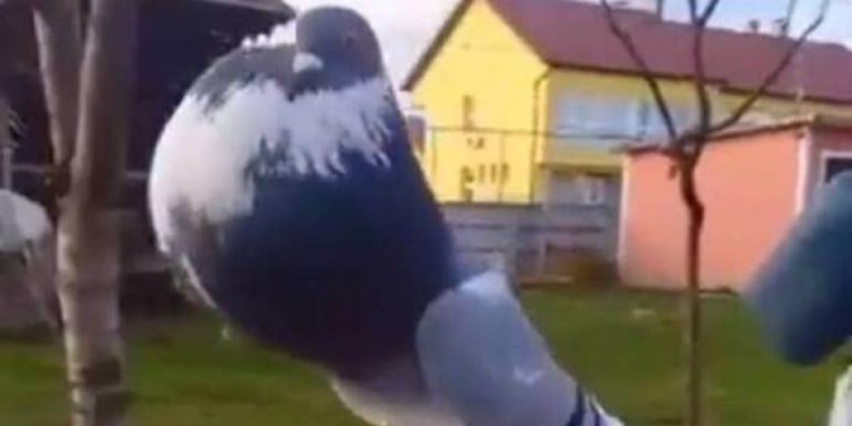 Pokémon da vida real? Pombo 'marombeiro' e com papo de 'balão' faz ...