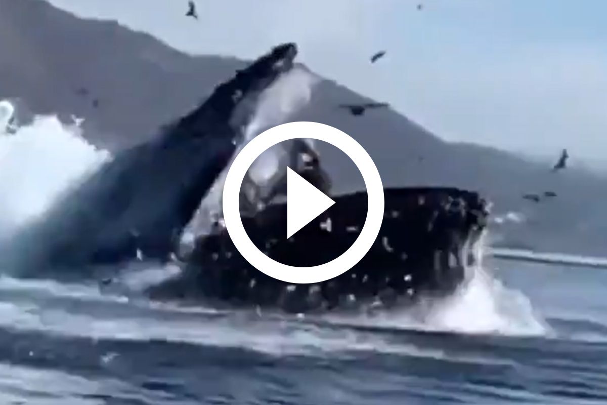 Baleia gigantesca engole duas mulheres em vídeo chocante