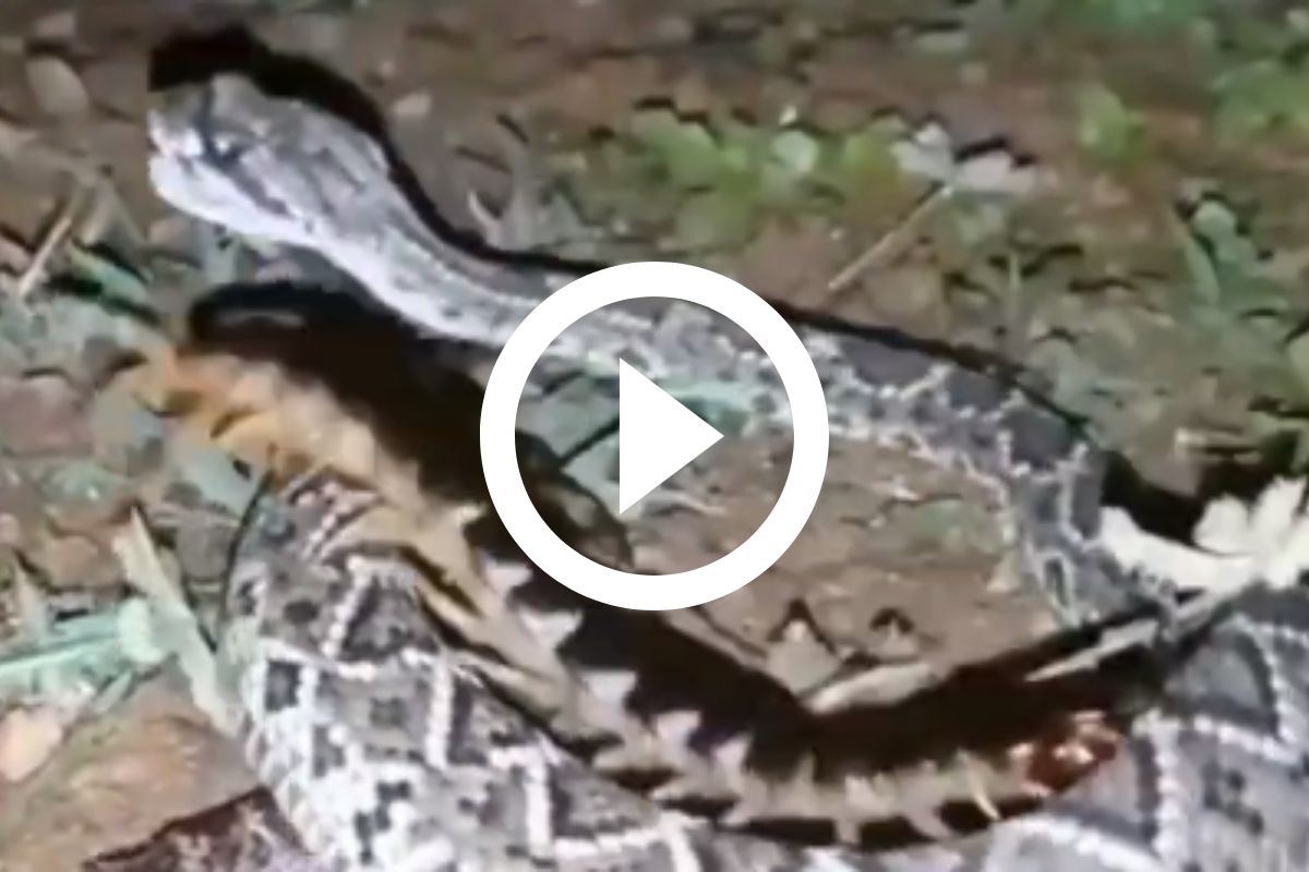 Lacraia ignora veneno poderoso e devora cascavel em vídeo horripilante