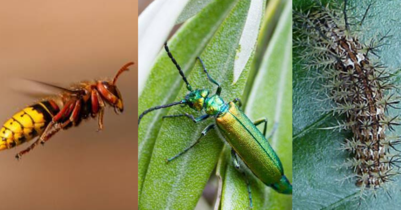 'Perigoso': conheça os 7 insetos voadores mais venenosos do mundo