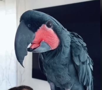 Quase R$ 50 mil: cacatua encanta web pela beleza, mas o preço assusta ...