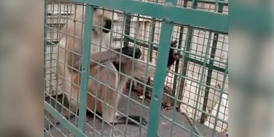 Capturado! Macaco fugitivo é preso após agredir mais de 20 pessoas em ...