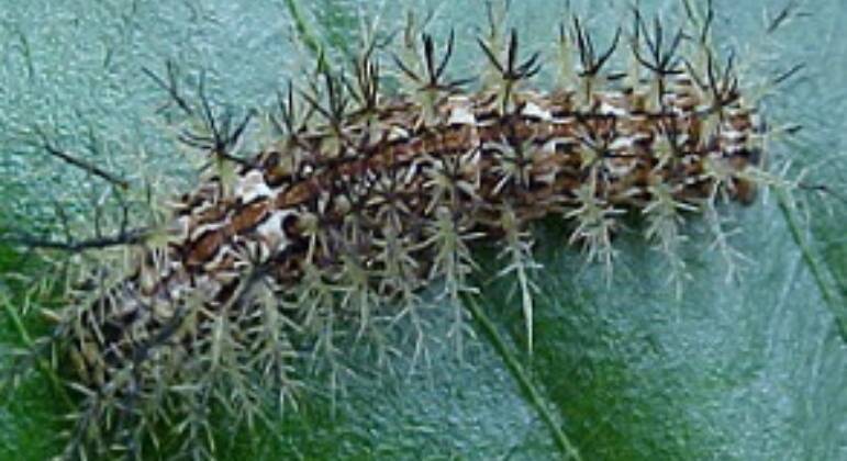 'Perigoso': conheça os 7 insetos voadores mais venenosos do mundo