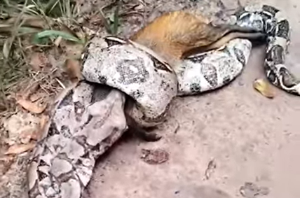 'Não mexe com quem tá quieto': Jiboia feroz para refeição para ameaçar ...