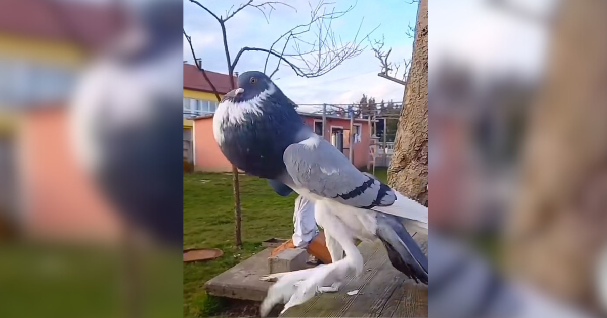 VÍDEO: Pokemon? Pombo 'bombado' chama atenção na web; saiba se é real
