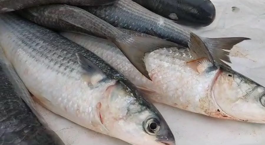 Pescadores capturam uma tonelada de tainha no Litoral Norte de SC