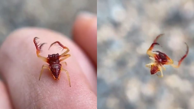 Veja a aranha triangular com chifres e garras assustadoras: 'filme de ...