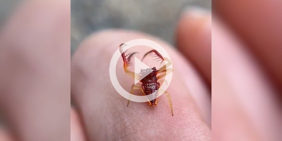 Veja a aranha triangular com chifres e garras assustadoras: 'filme de ...