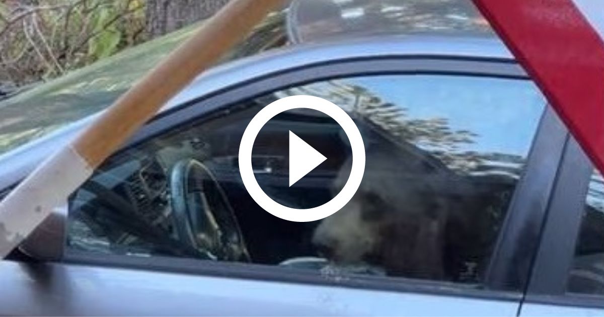 'Enlouquecido': urso furioso fica preso em carro e causa estrago assombroso