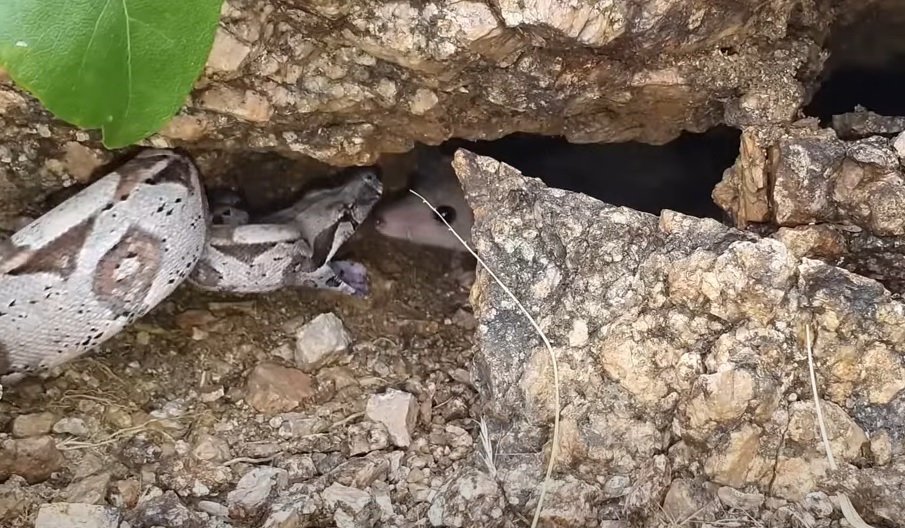 'Predador mortífero': jiboia arregaça boca para cuíca e coloca irmãos ...