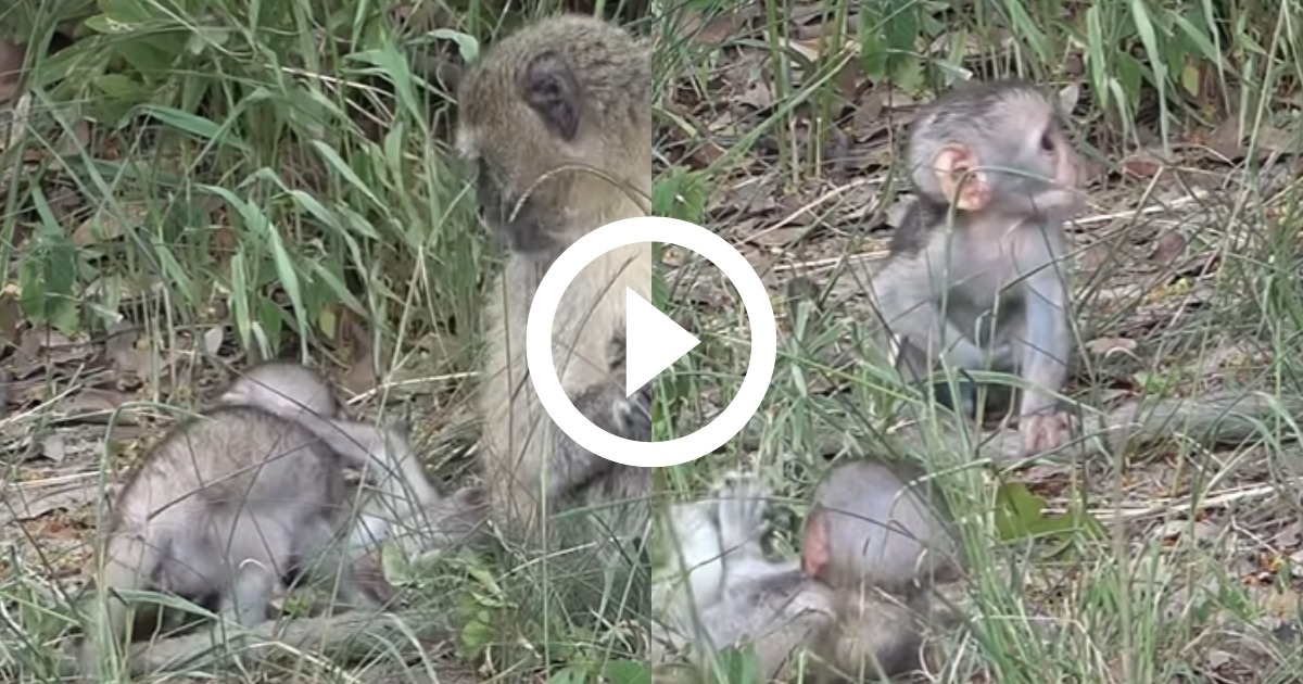 'Fofura extrema': bebês macacos brincalhões são flagrados e surpreendem mãe