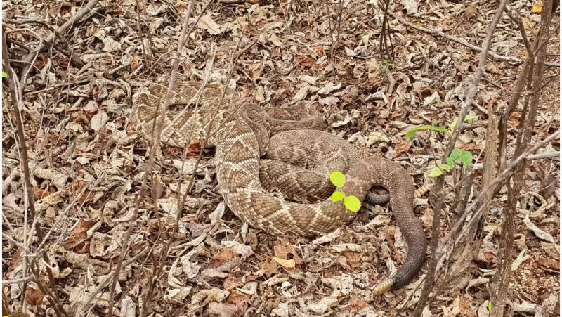 Cascavel defeca em acasalamento escatológico com narração bizarra de ...