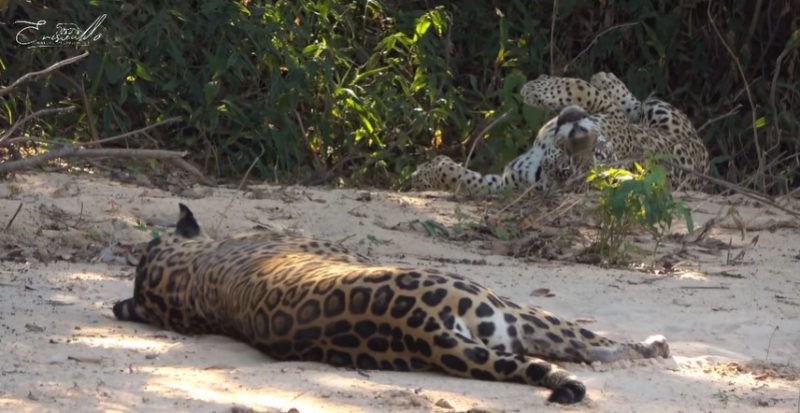 'Sedução selvagem': onça-pintada vira 'gatinha' e rola na areia durante ...