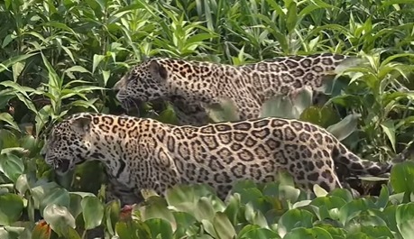 'Digno de documentário': onça-pintada faz refeição 'dos sonhos' com boi ...