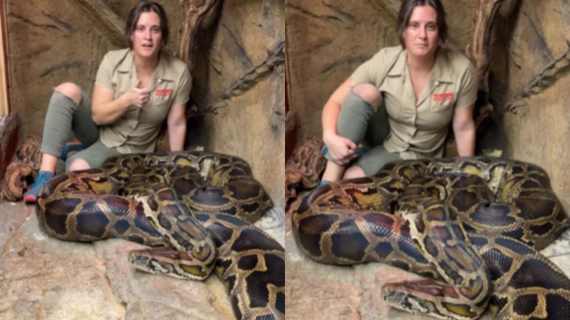 VÍDEO: Píton gigante com nome curioso impressiona web: 'grande suficiente para te engolir'