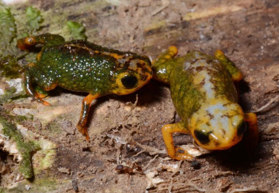 Nova espécie de minissapo de 13 mm e corpo peculiar é encontrada na ...