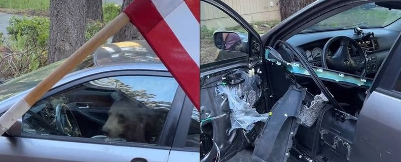 'Enlouquecido': urso furioso fica preso em carro e causa estrago assombroso