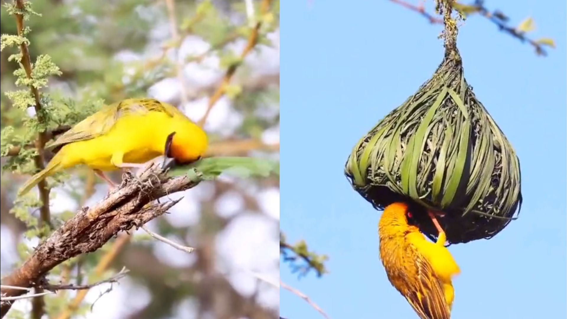 Arvore De Ninho De Vespas