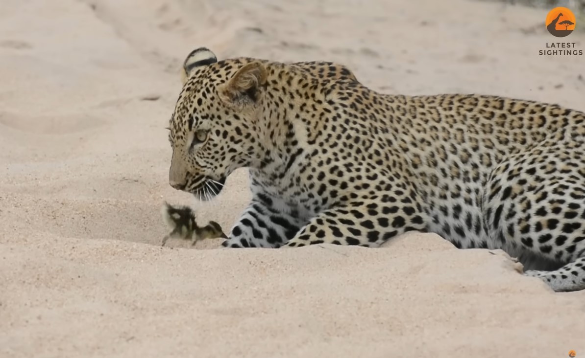 Bebê pato caminha direto para a boca de leopardo, mas encontro tem ...