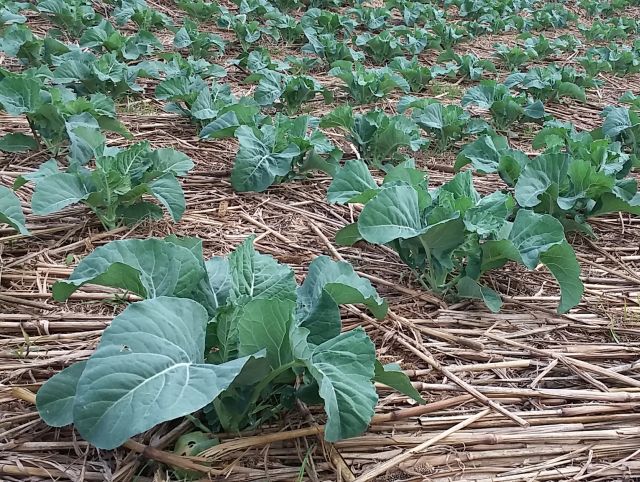 Uso consciente de fertilizantes cria caminho sustentável para a ...