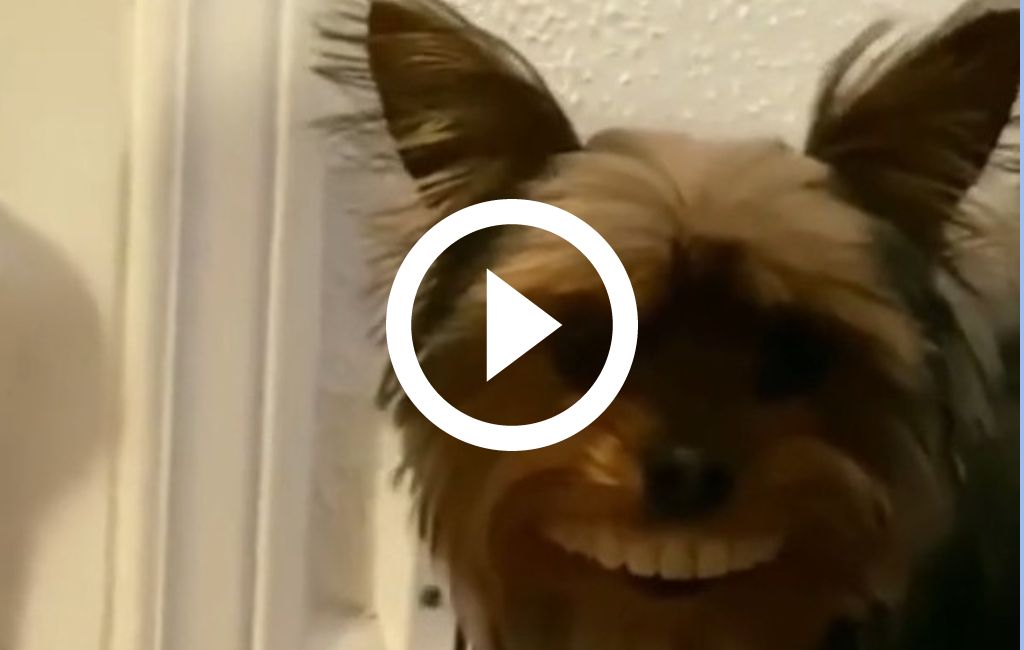 Cachorro Sorrindo Dentes