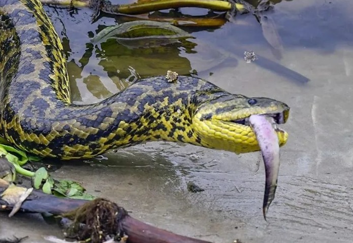 Sucuris Comendo Presas Maior Cobra Do Brasil Não Quebra Ossos De