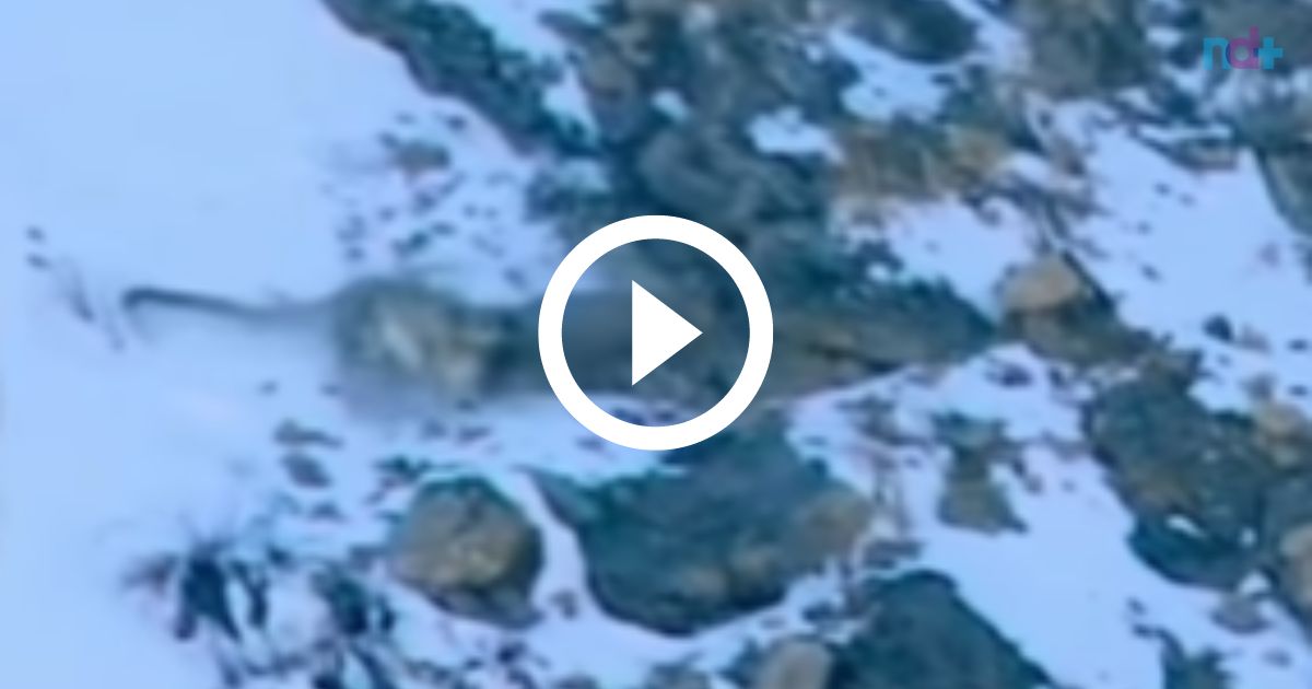 'Let it go?': leopardo das neves se joga de montanha e cai cerca de 200 ...